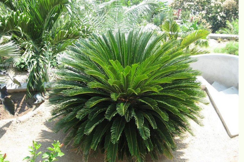 Sago Palm – I Planted Roots in Mexico – Manzanillo Sun