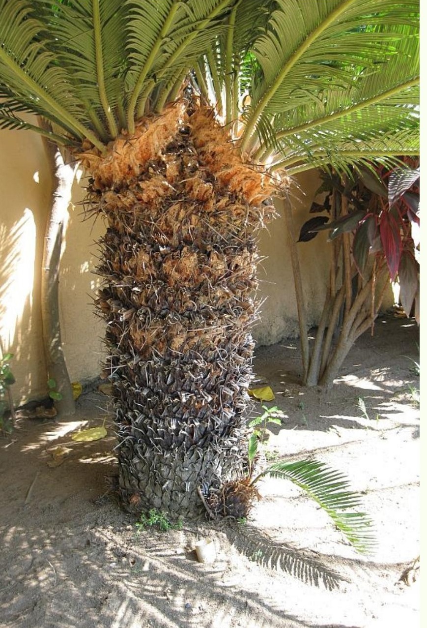 Sago Palm – I Planted Roots in Mexico – Manzanillo Sun