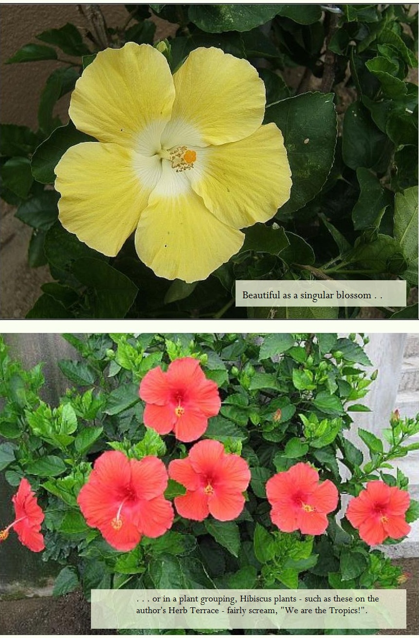 Hibiscus- I Planted Roots in Mexico – Manzanillo Sun