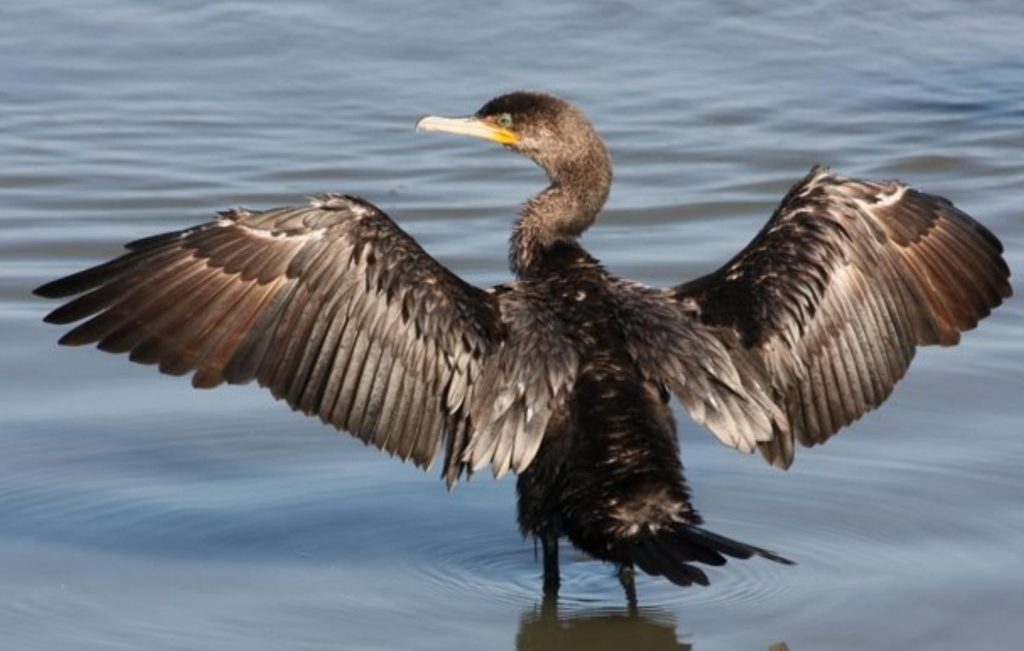 The Life of a Cormorant – Manzanillo Sun