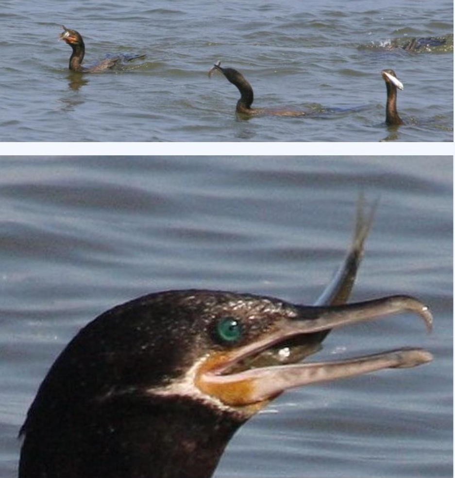 The Life of a Cormorant – Manzanillo Sun