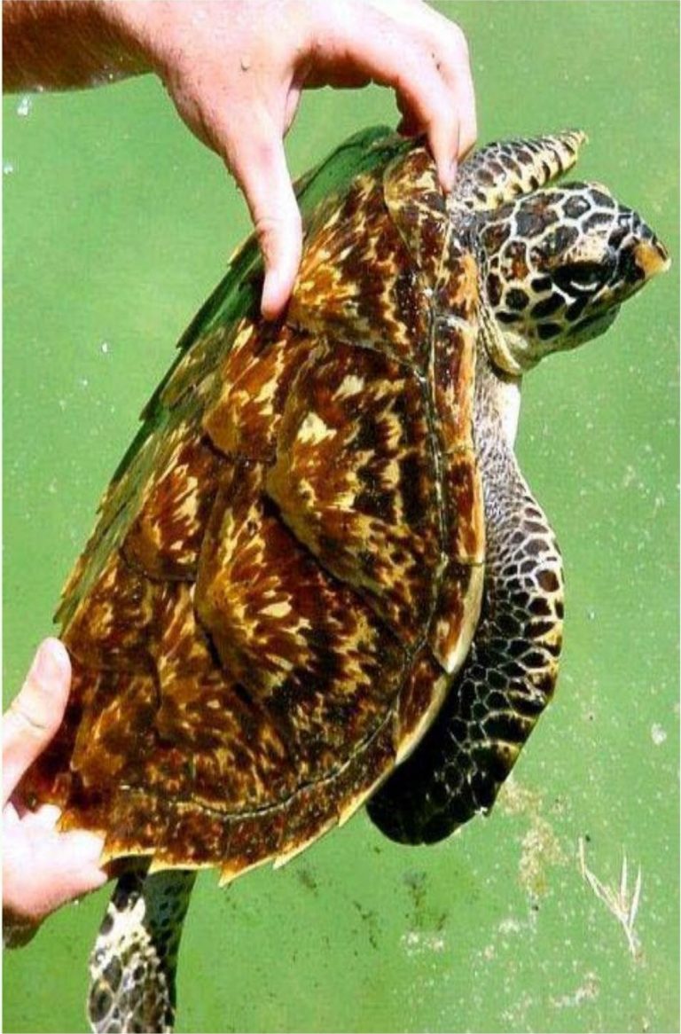 Hawksbill Turtle – Manzanillo Sun