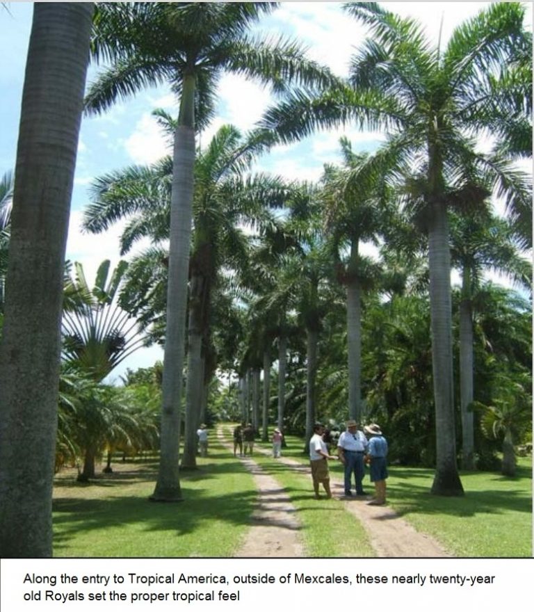The Cuban Royal Palm- Planted Roots in Mexico – Manzanillo Sun