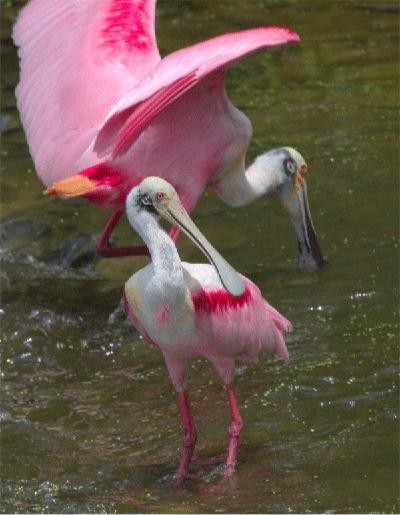 Pretty in Pink – the Roseate Spoonbill – Manzanillo Sun