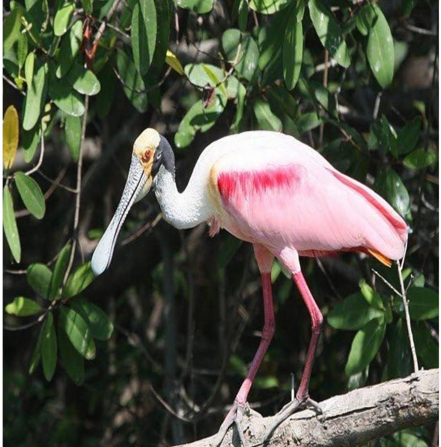 Pretty in Pink – the Roseate Spoonbill – Manzanillo Sun