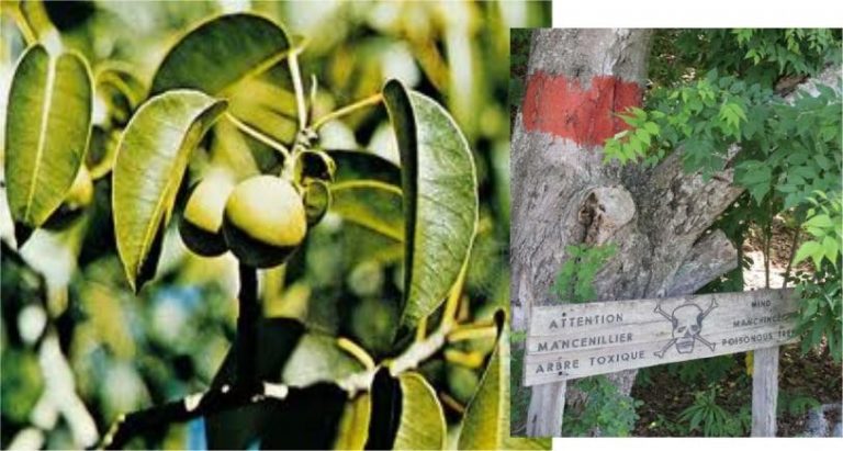 What is that tree? Manzanillo, Manzanilla, Manchineel? – Manzanillo Sun