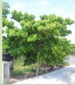 What is that tree? Manzanillo, Manzanilla, Manchineel? – Manzanillo Sun