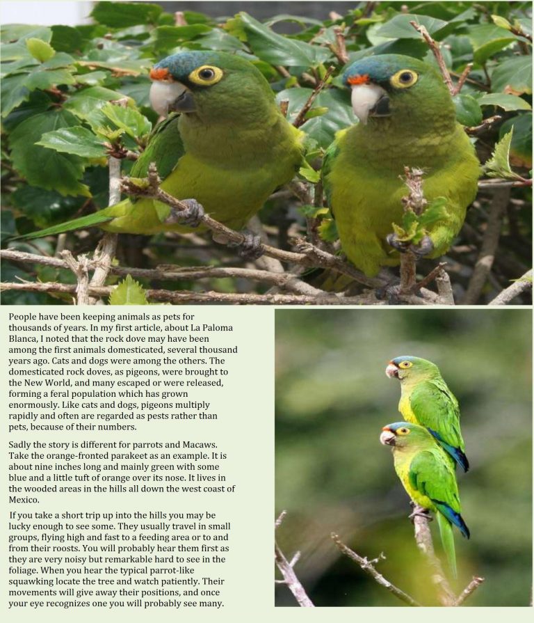 Orange-Fronted Parakeets – Manzanillo Sun