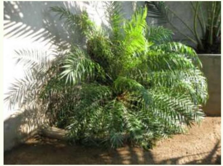 Pygmy Date Palm- I Planted Roots in Mexico – Manzanillo Sun