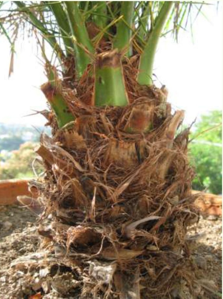 Pygmy Date Palm- I Planted Roots in Mexico – Manzanillo Sun