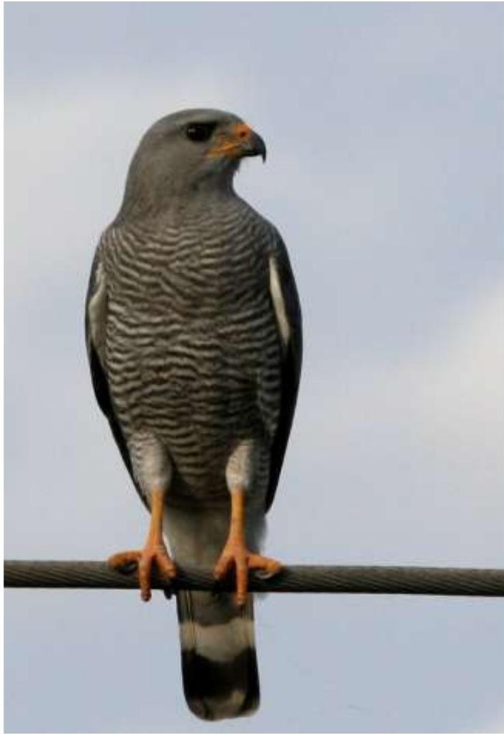 The Gray Hawk – Manzanillo Sun