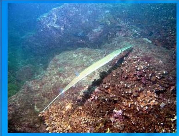 Fish Life in Manzanillo – Manzanillo Sun