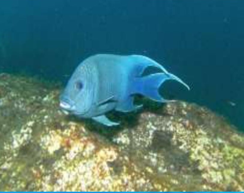 Fish Life of Manzanillo – Manzanillo Sun