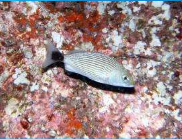 Fish Life of Manzanillo – Manzanillo Sun