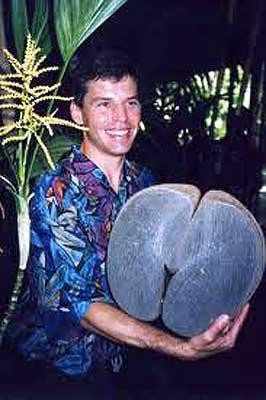 Coconut Palm (Part II)- I Planted Roots in Mexico – Manzanillo Sun