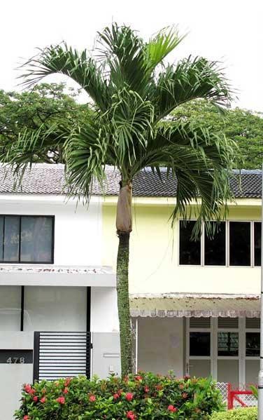 Manila Palm – Manzanillo Sun