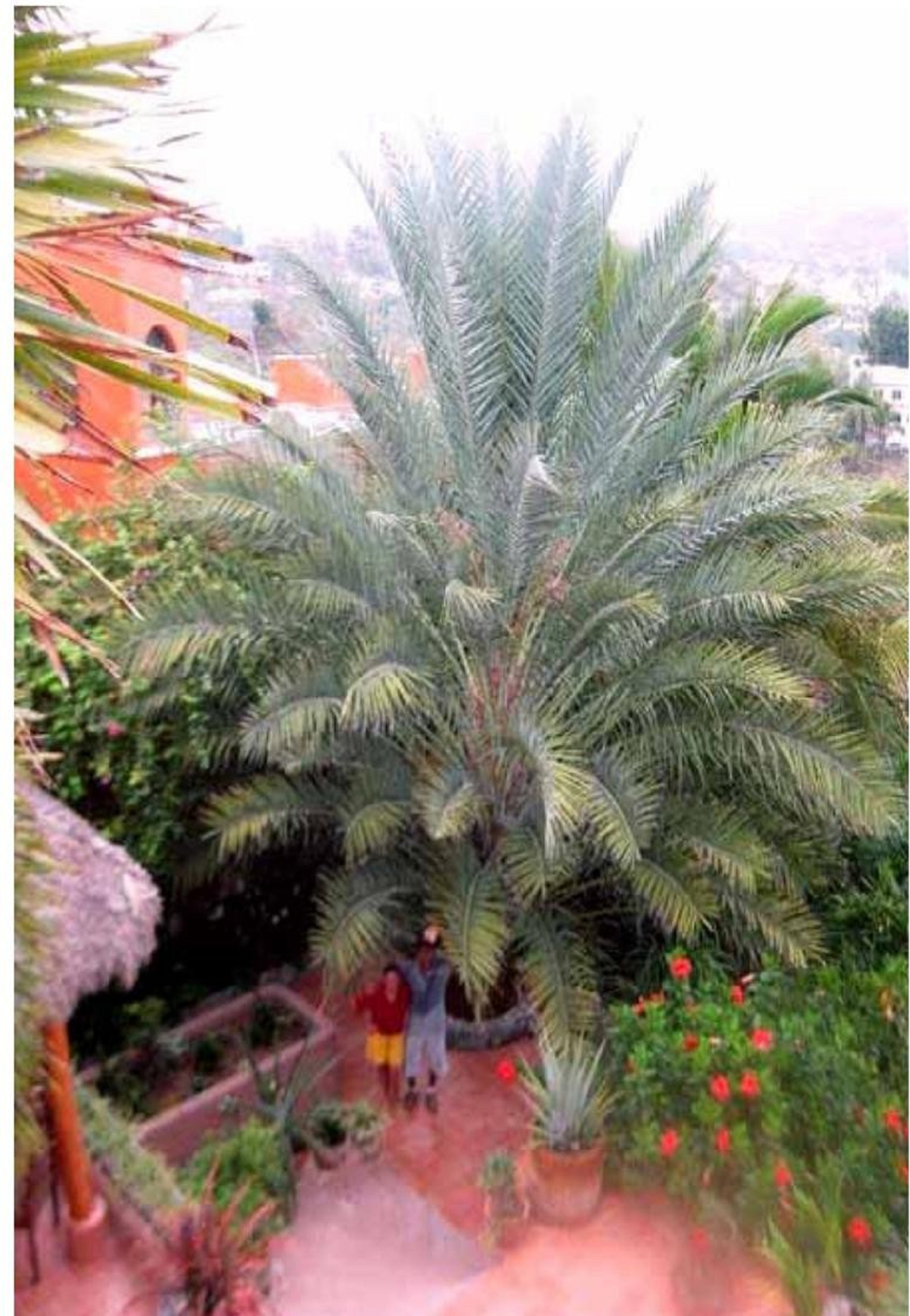 Medjool Date Palm- I Planted Roots in Mexico – Manzanillo Sun