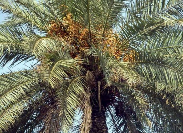 Medjool Date Palm- I Planted Roots in Mexico – Manzanillo Sun