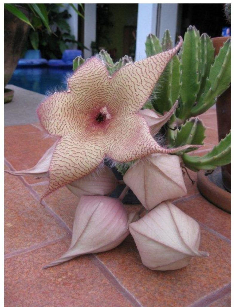 Giant Starfish Flower- I Planted Roots in Mexico – Manzanillo Sun