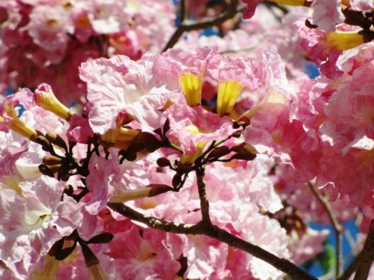 Pink Trumpet Tree – Manzanillo Sun