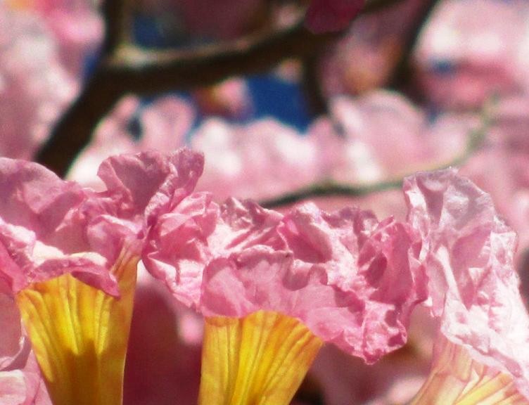 Pink Trumpet Tree – Manzanillo Sun