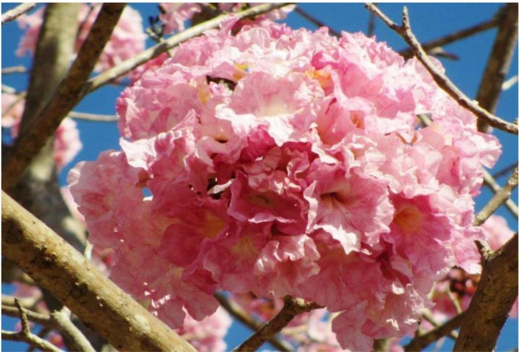 Pink Trumpet Tree – Manzanillo Sun