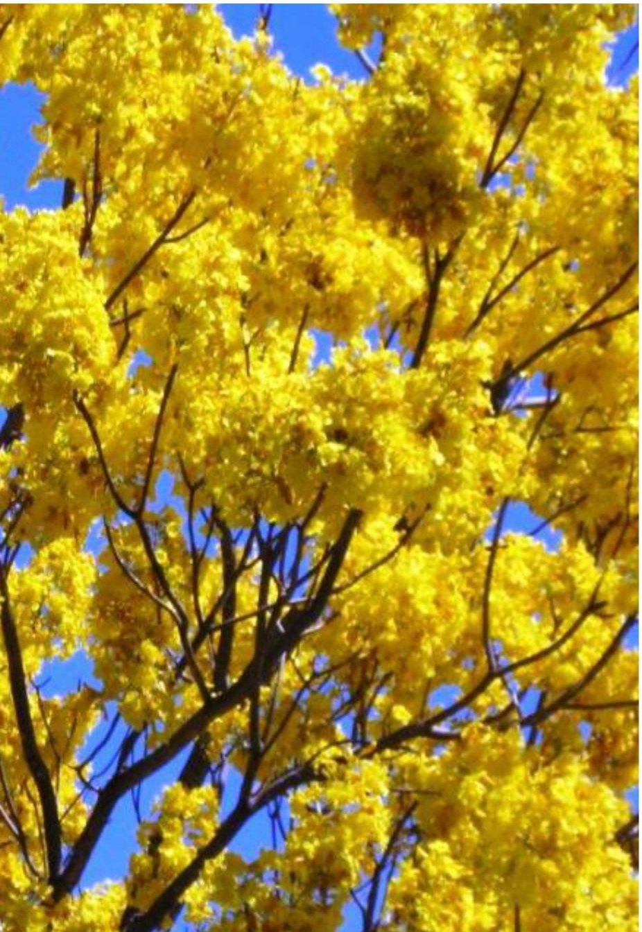 Primavera Tree- I Planted Roots in Mexico – Manzanillo Sun