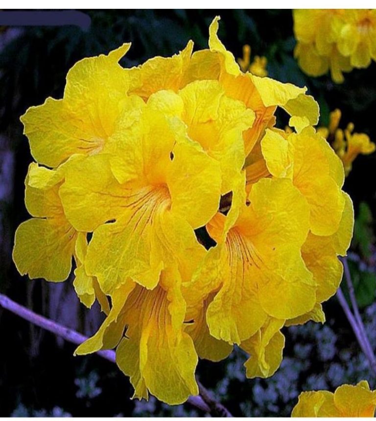 Primavera Tree- I Planted Roots in Mexico – Manzanillo Sun