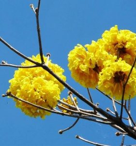 Primavera Tree- I Planted Roots in Mexico – Manzanillo Sun