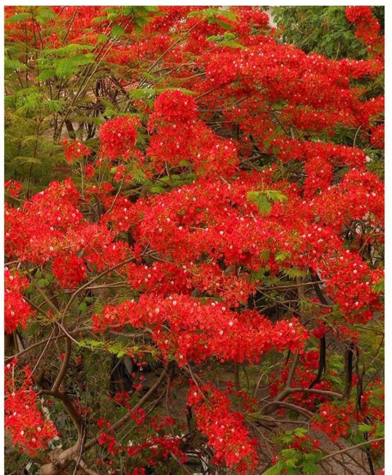 Flame Tree- I Planted Roots in Mexico – Manzanillo Sun