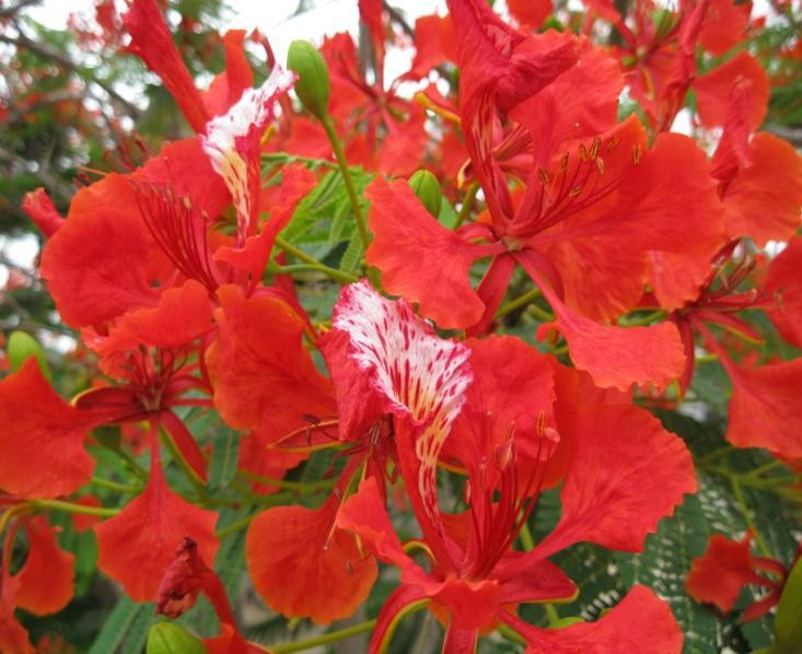 Flame Tree- I Planted Roots in Mexico – Manzanillo Sun