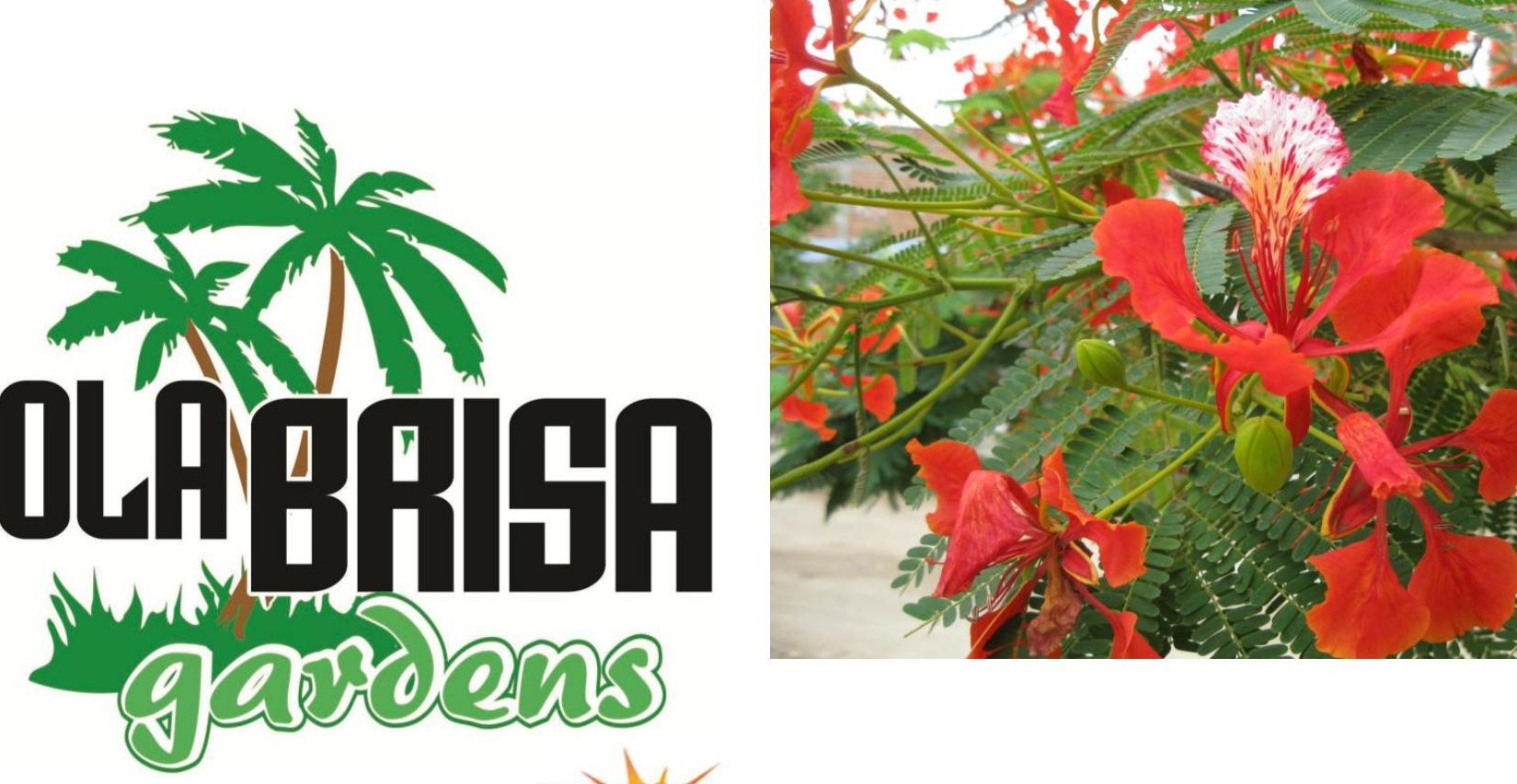 Flame Tree- I Planted Roots in Mexico – Manzanillo Sun