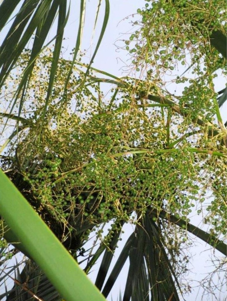 Mexican Palmetto- I Planted Roots in Mexico – Manzanillo Sun
