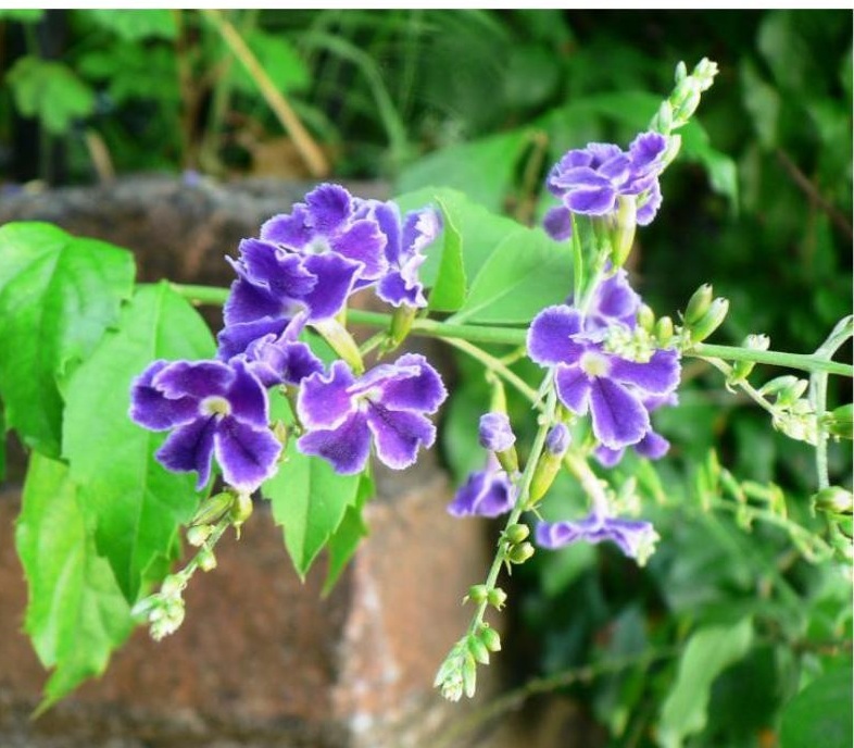Picotee Sky Flower- I Planted Roots in Mexico – Manzanillo Sun
