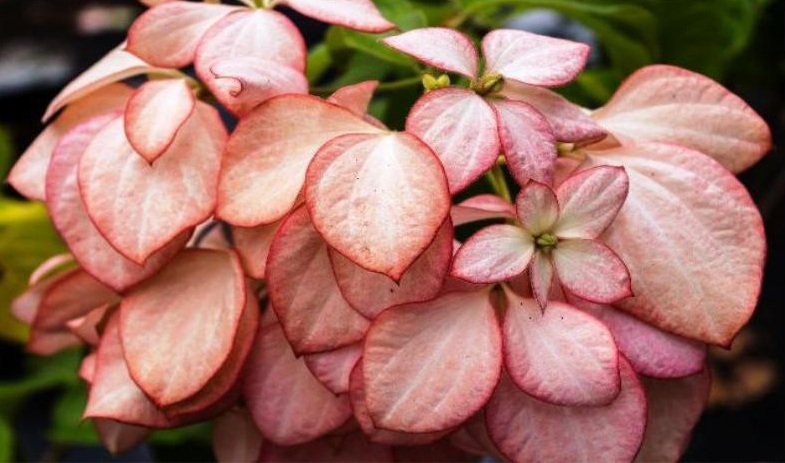 Selected Viveros of Colima – Manzanillo Sun