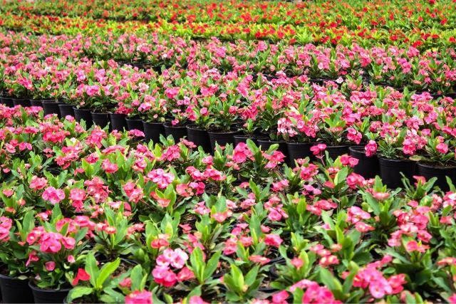 Selected Viveros of Colima – Manzanillo Sun