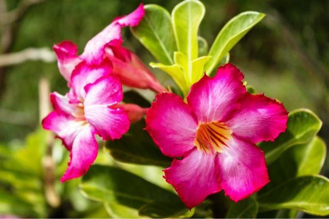 Selected Viveros of Colima – Manzanillo Sun