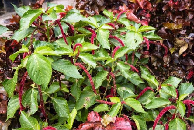 Selected Viveros of Colima – Manzanillo Sun