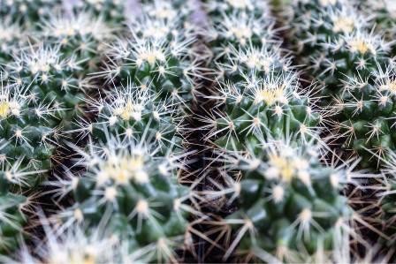 Selected Viveros of Colima – Manzanillo Sun