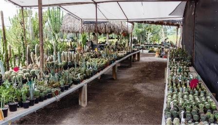 Selected Viveros of Colima – Manzanillo Sun