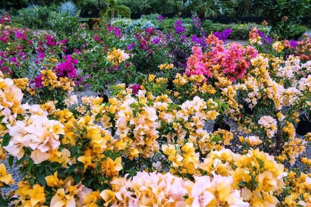 Selected Viveros of Colima – Manzanillo Sun