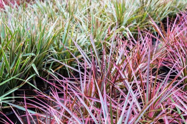 Selected Viveros of Colima – Manzanillo Sun