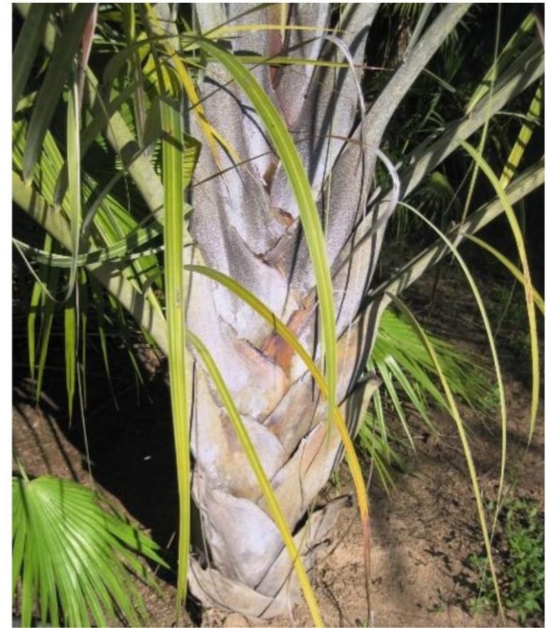 Triangle Palm- I Planted Roots in Mexico – Manzanillo Sun