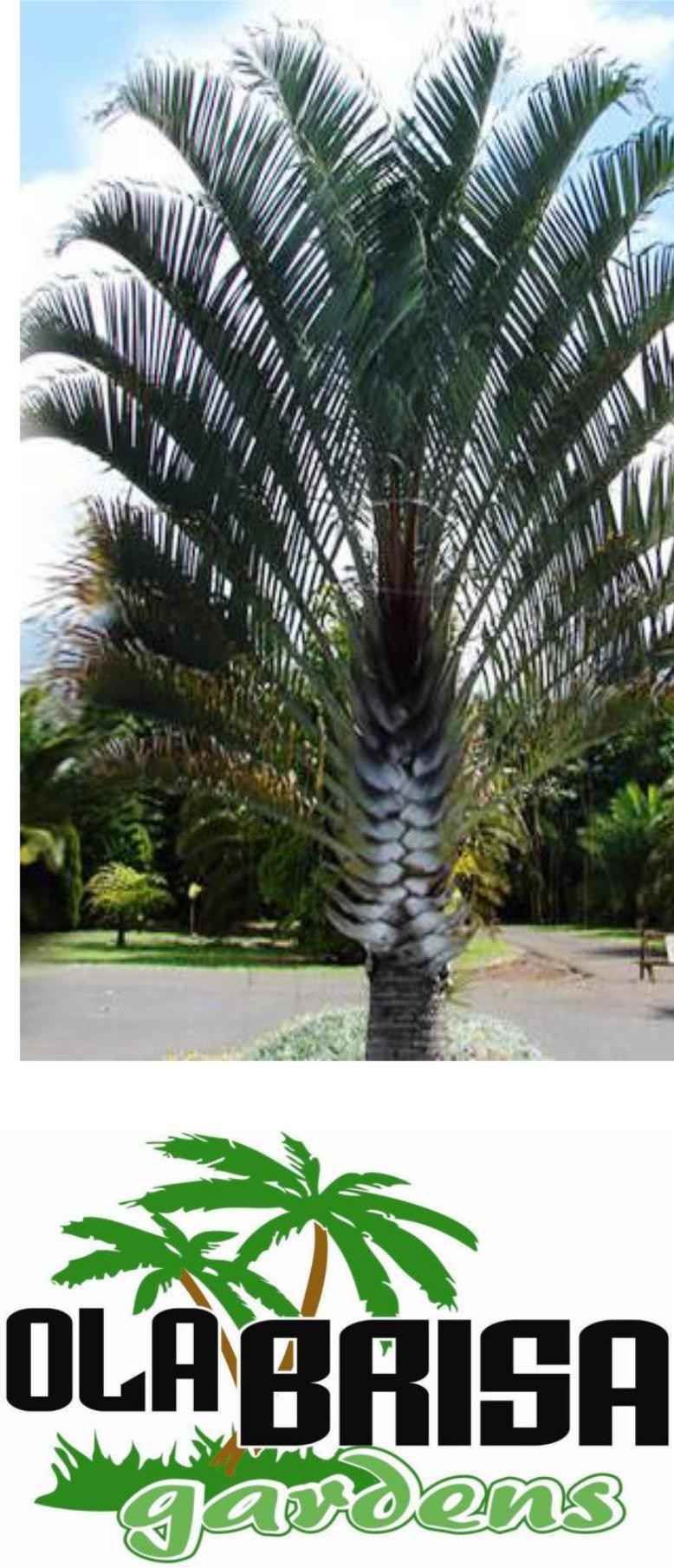 Triangle Palm- I Planted Roots in Mexico – Manzanillo Sun