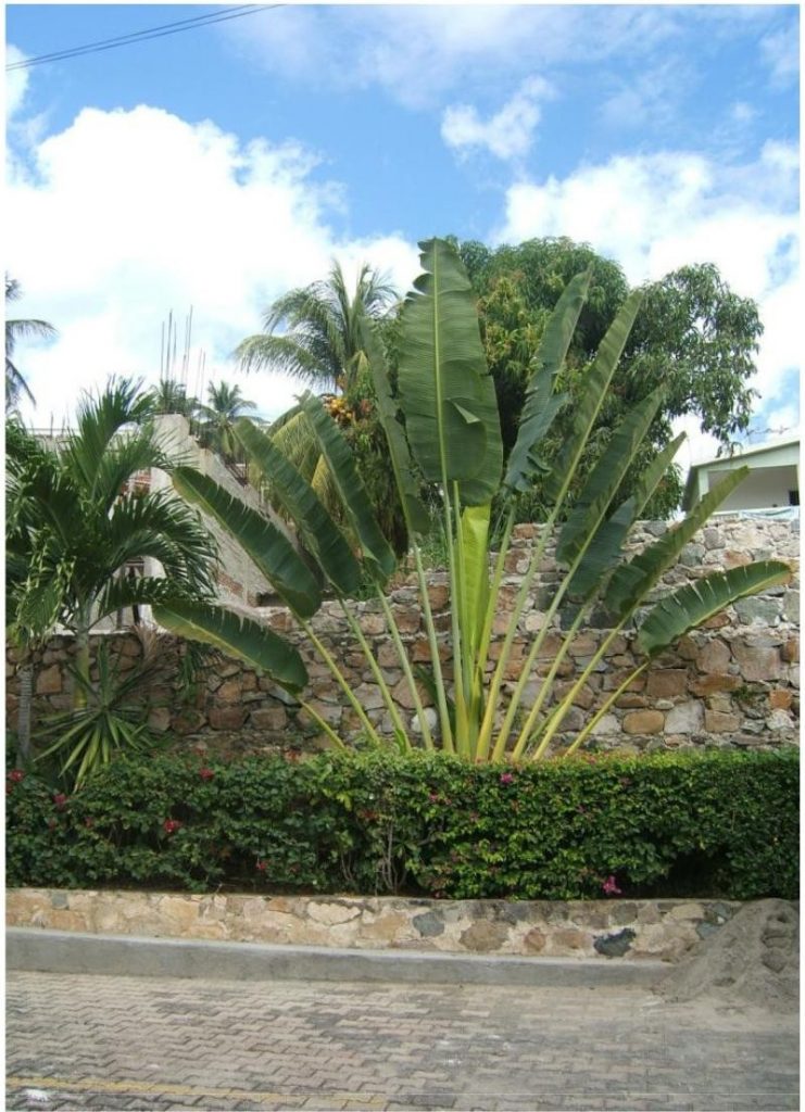Traveler’s Palm – Manzanillo Sun