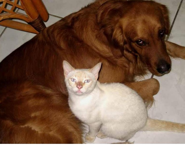 Returning from Mexico with a Mexican Cat – Manzanillo Sun