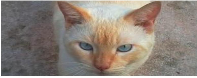 Returning from Mexico with a Mexican Cat – Manzanillo Sun