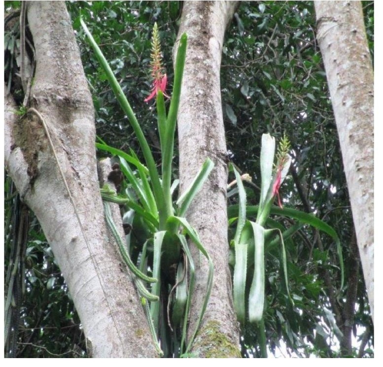 Air Root Bromeliads- I Planted Roots In Mexico – Manzanillo Sun