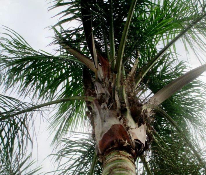 Queen Palm- I Planted Roots In Mexico – Manzanillo Sun