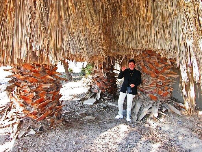 I Planted Roots In Mexico – Mexican Fan Palm – Manzanillo Sun